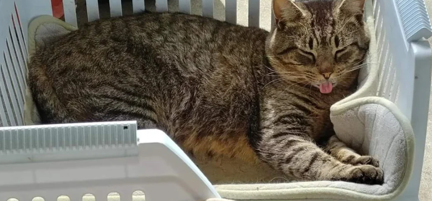 A feral cat my parents have been caring for over the past 2 years is finally comfortable enough ...