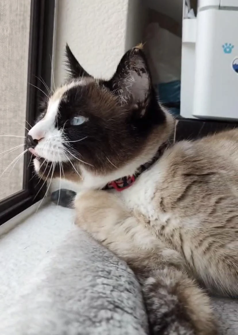 Our cat loves watching the birds! | Scrolller