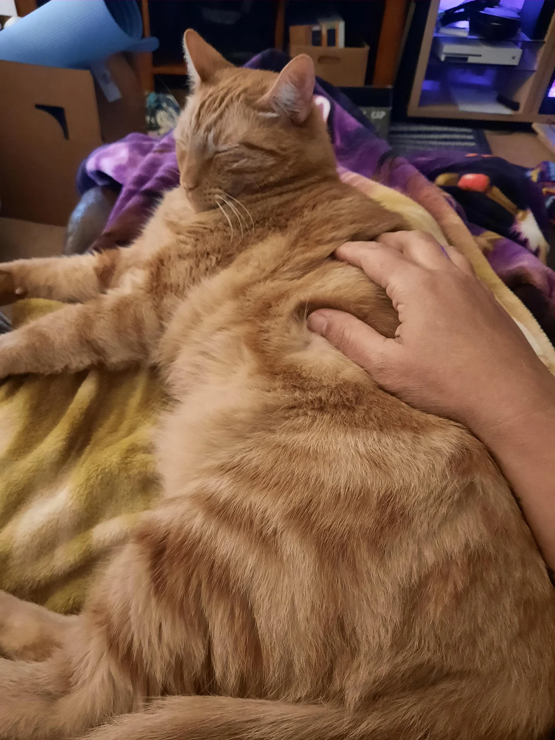 Ginger kitty holding me hostage | Scrolller