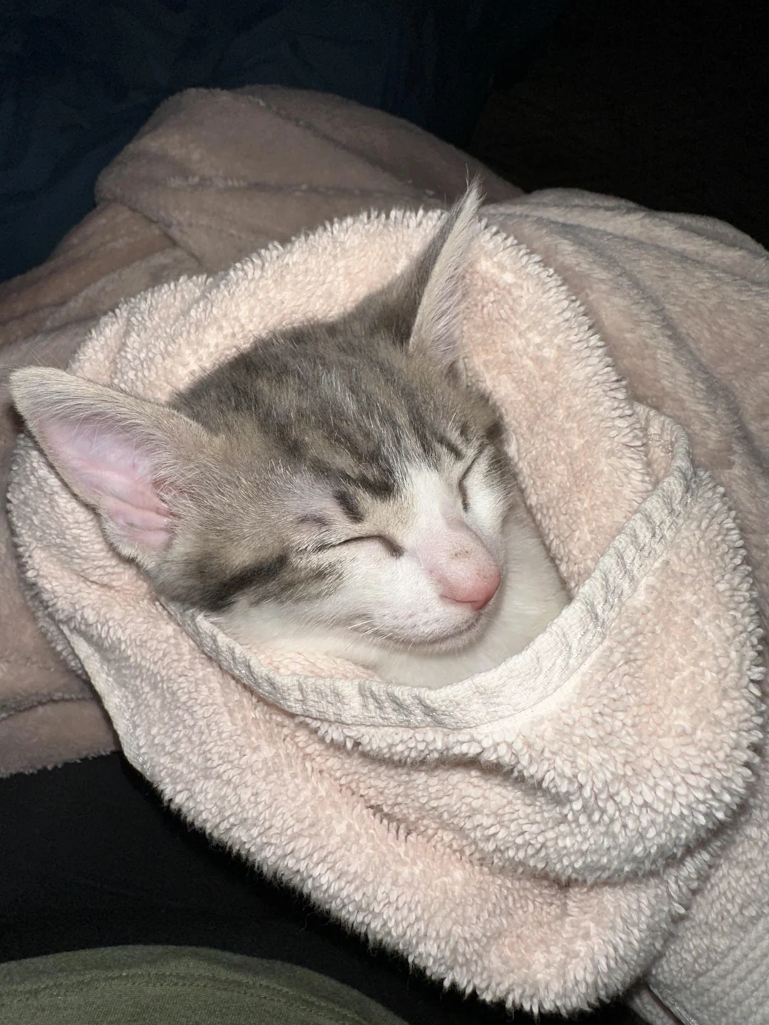 Post bath purrito | Scrolller