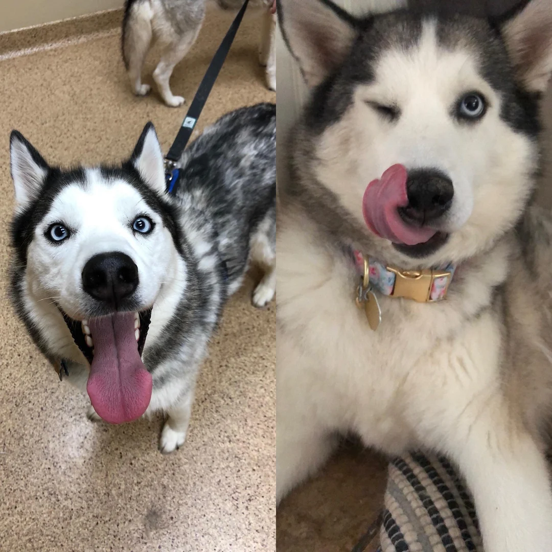 Tongues out Tuesday fluffy butts! | Scrolller