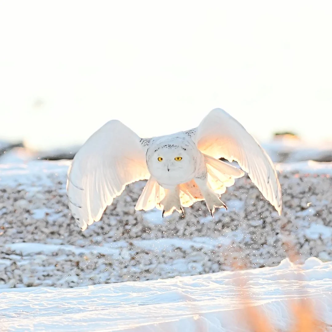 Snowy owl | Scrolller