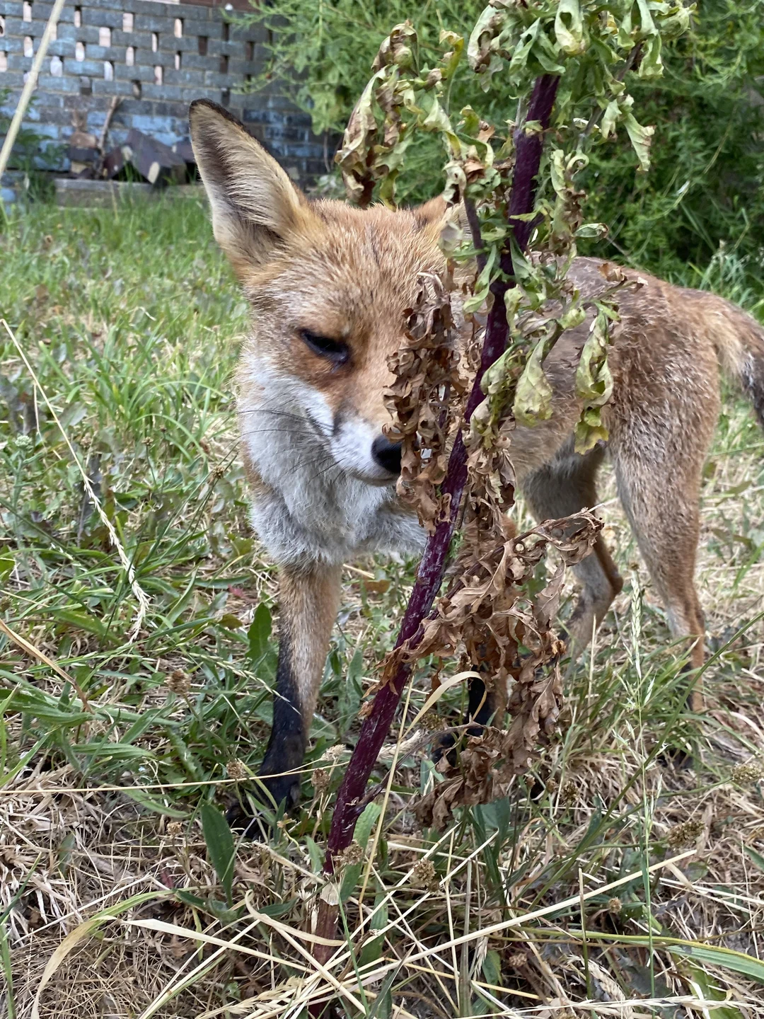 Just blending in with the surroundings | Scrolller