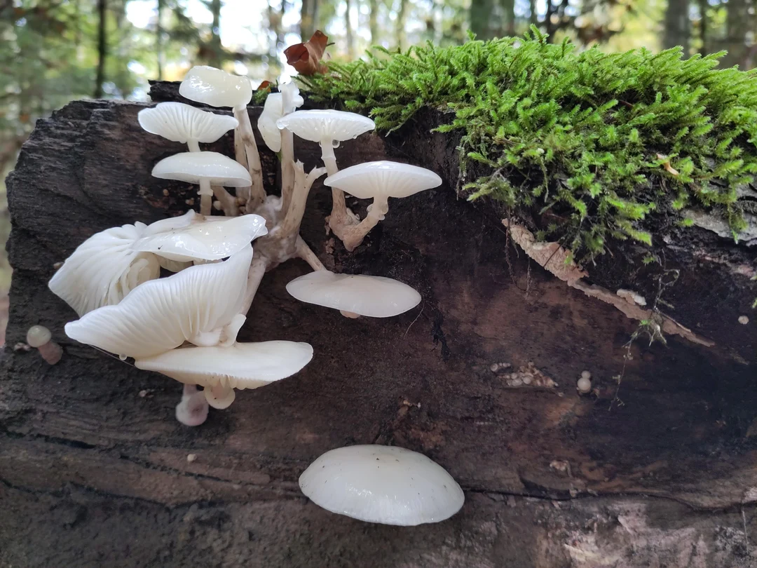 mushrooms are just awesome 1 | Scrolller