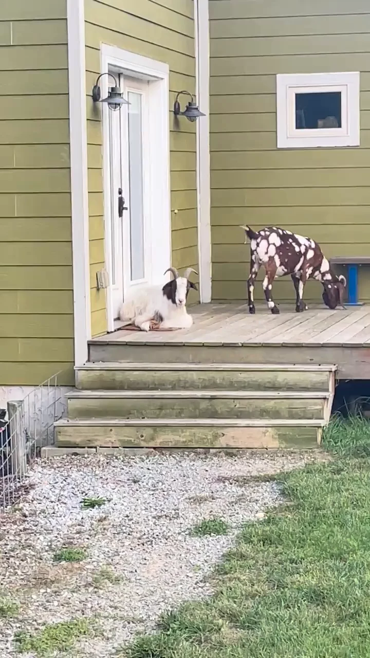 My goat is ….different | Scrolller