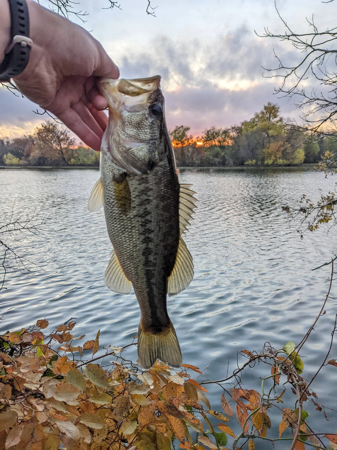 Fall bass! | Scrolller