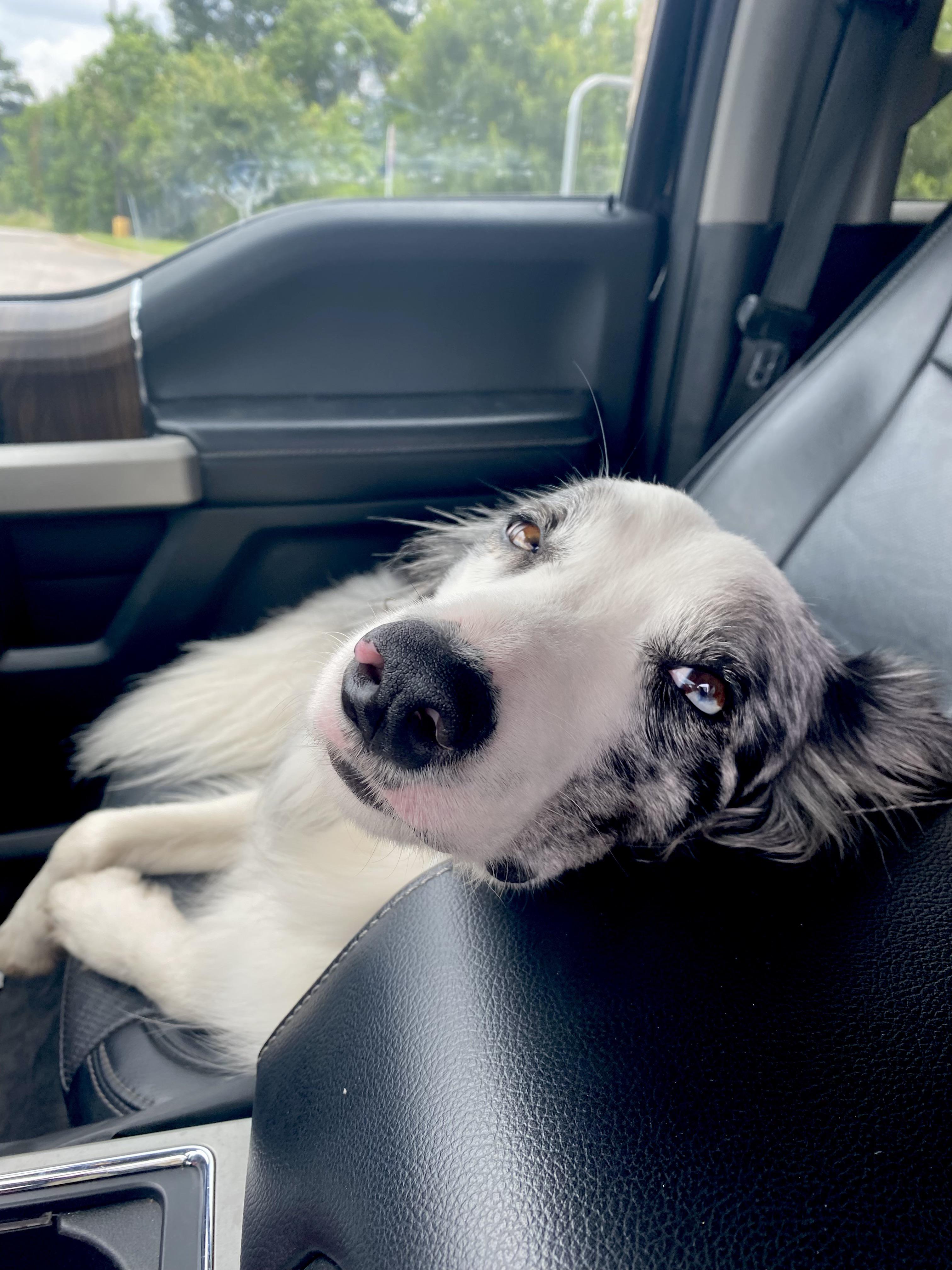 Passenger princess | Scrolller