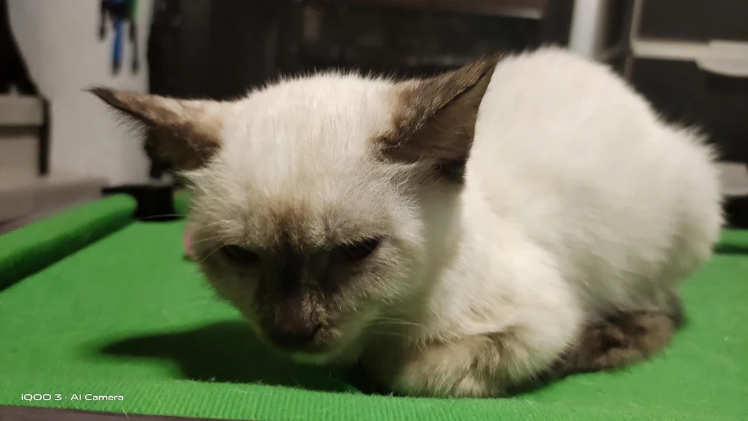My loaf is angry just because she just touched water. | Scrolller