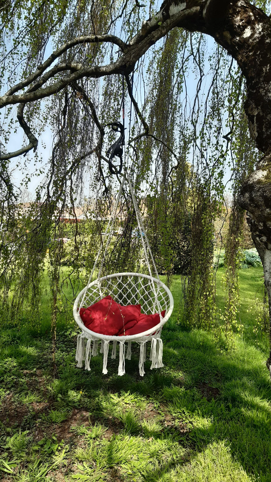 My new reading spot, under an old weeping willow 😌 | Scrolller