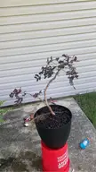 loropetalum bonsai | Scrolller