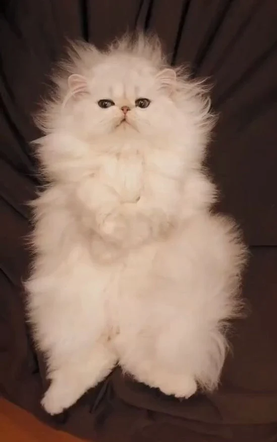 Little white cloud | Scrolller