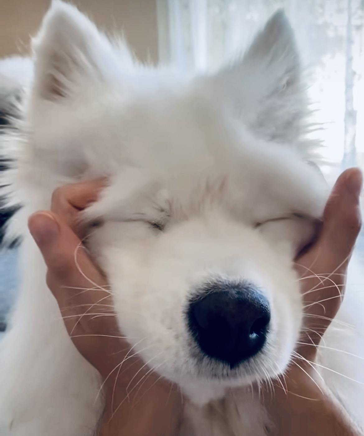 Squish Squash | Scrolller