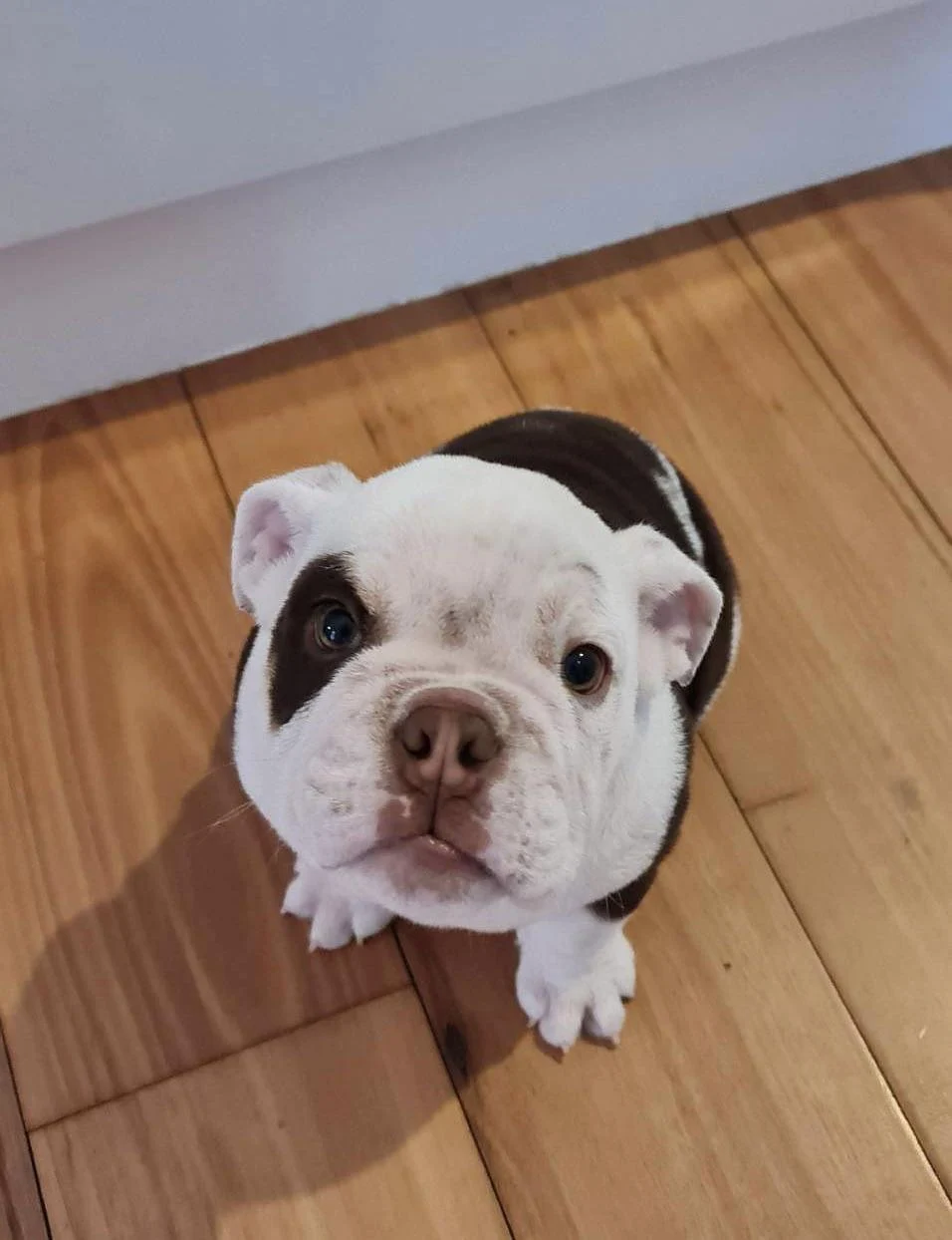 Assassin’s Doggo | Scrolller