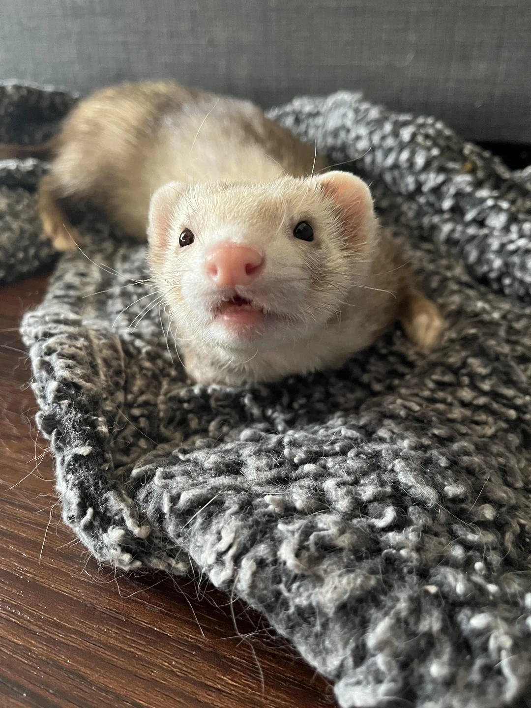 Protecting New Carpets from Ferrets | Scrolller