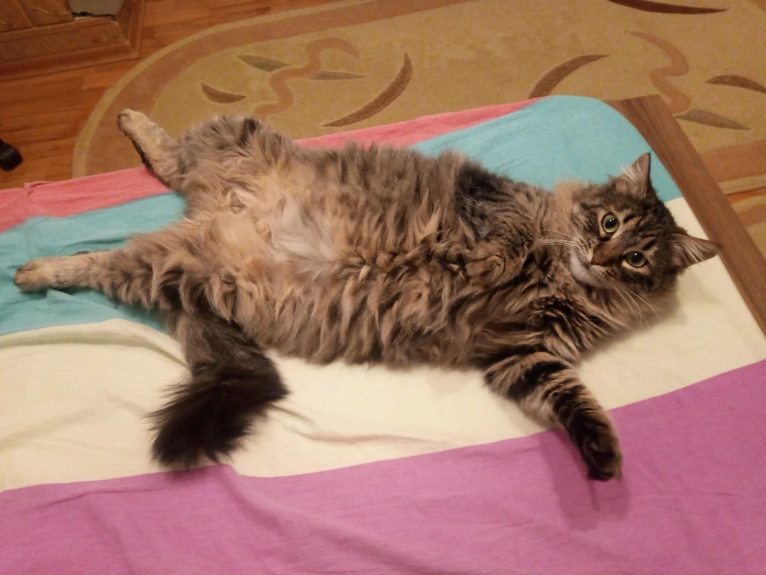 My floof, Mira | Scrolller