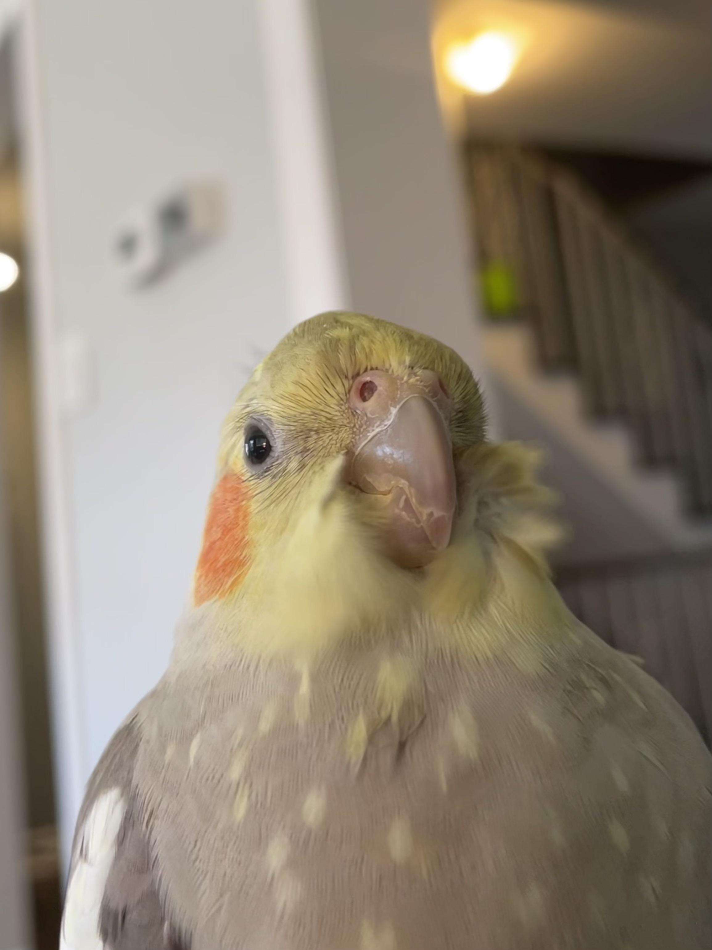 Discover more like Cockatiel: Total mess but I love him so much 😂 and Related Content | Scrolller