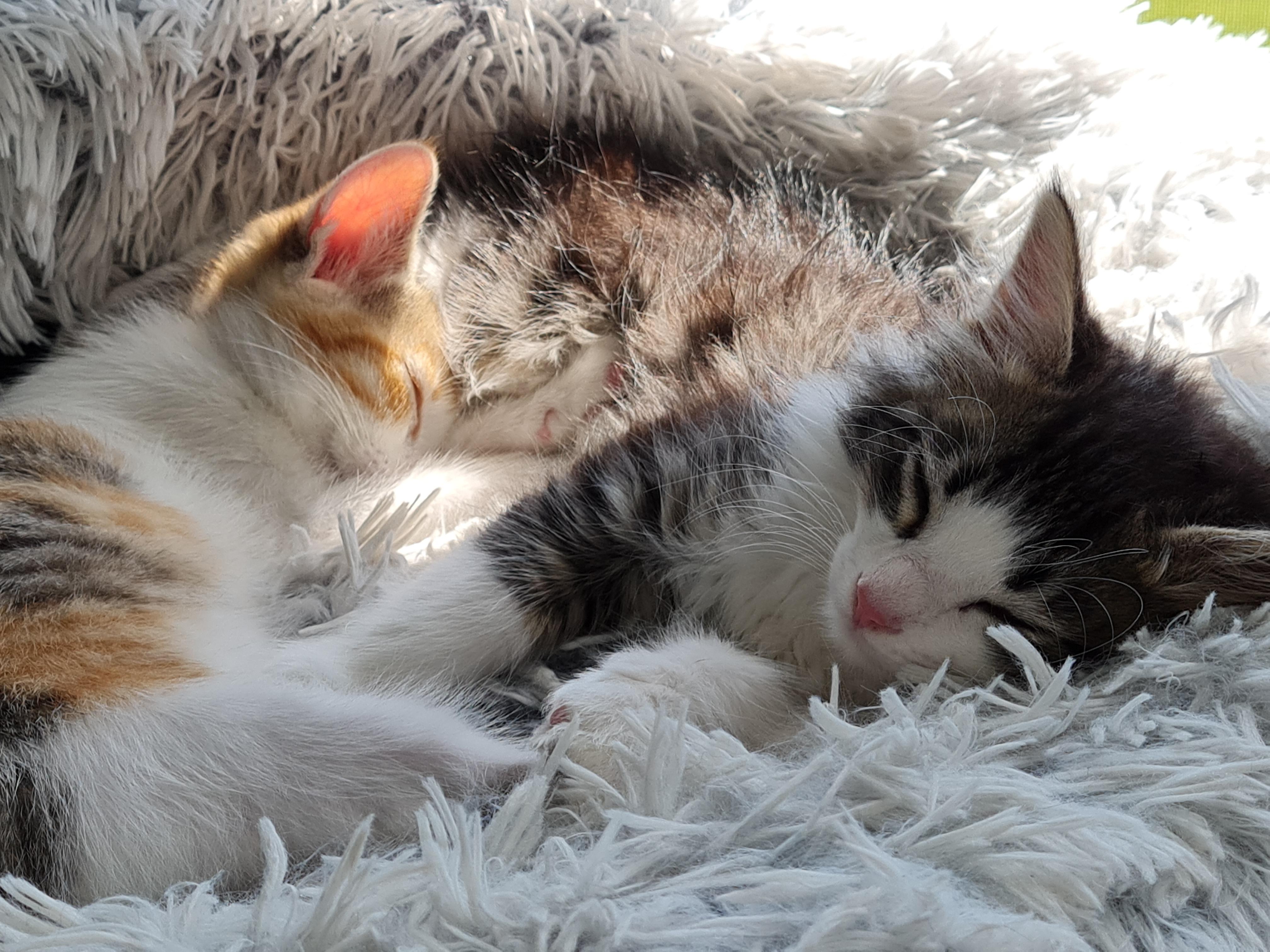 Sleeping siblings | Scrolller