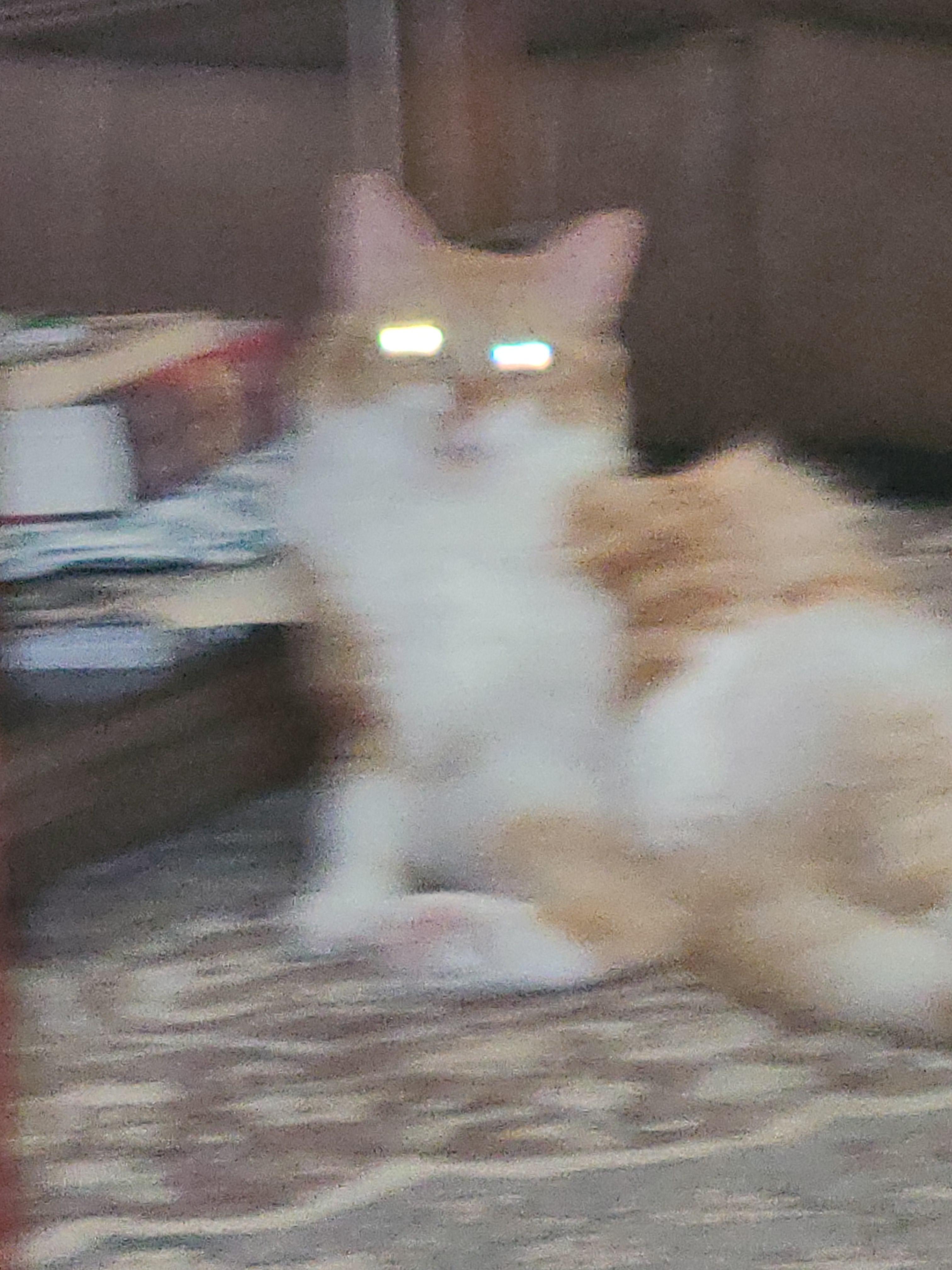 Blurry Picture of Cat | Scrolller