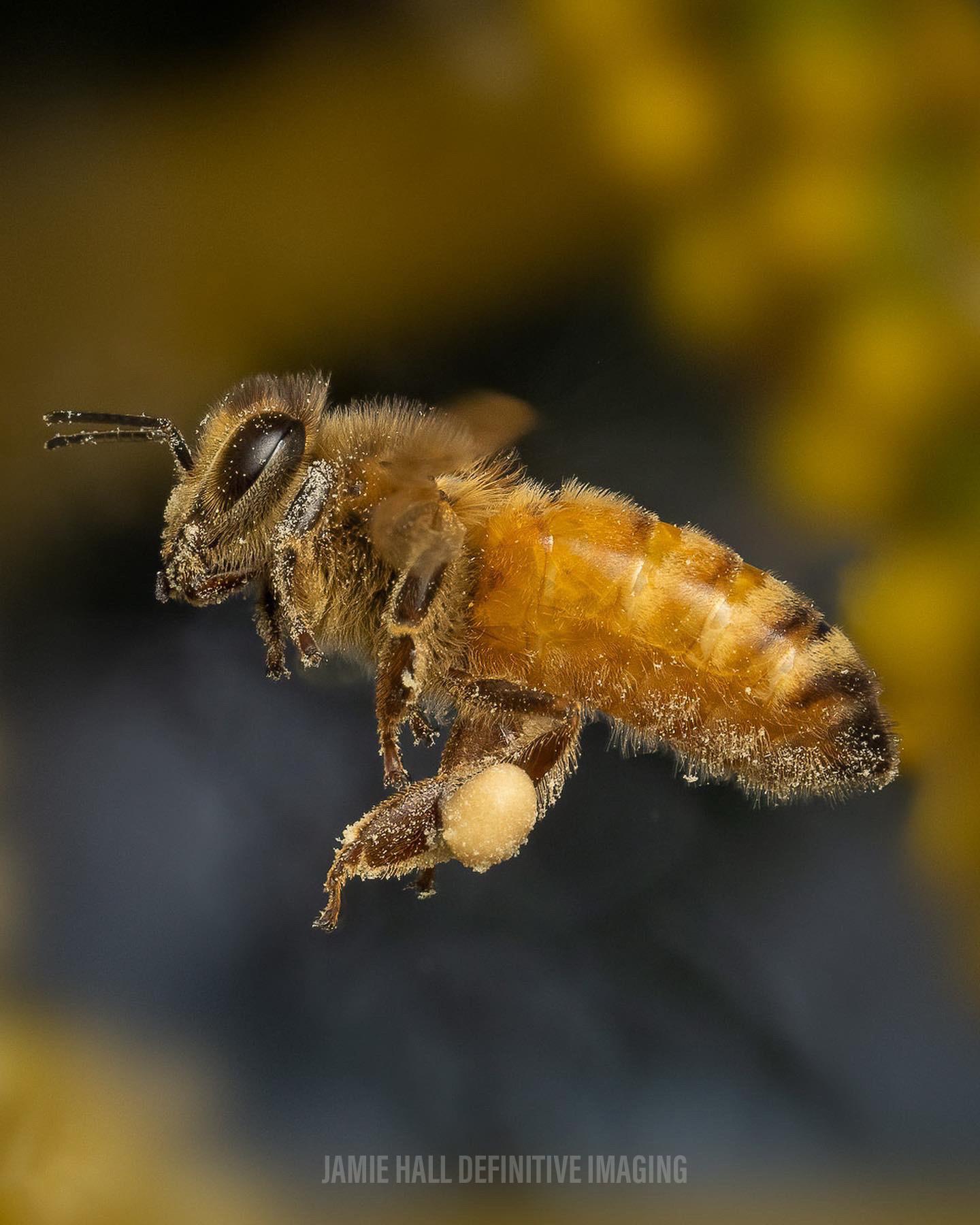 In-flight Bee all dusty with pollen | Scrolller
