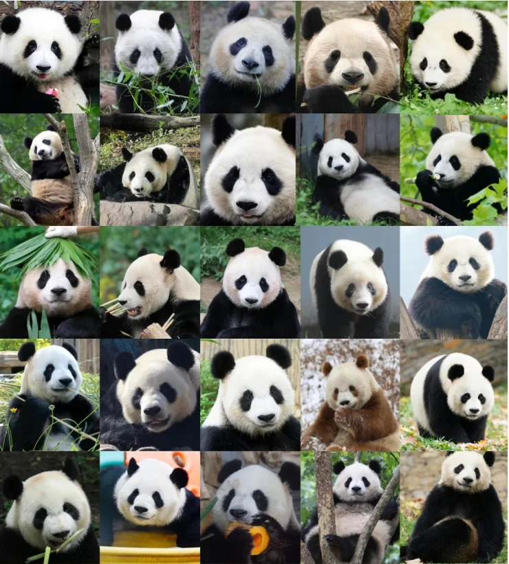 Help, so many pandas, you can recognize who is [OC] | Scrolller