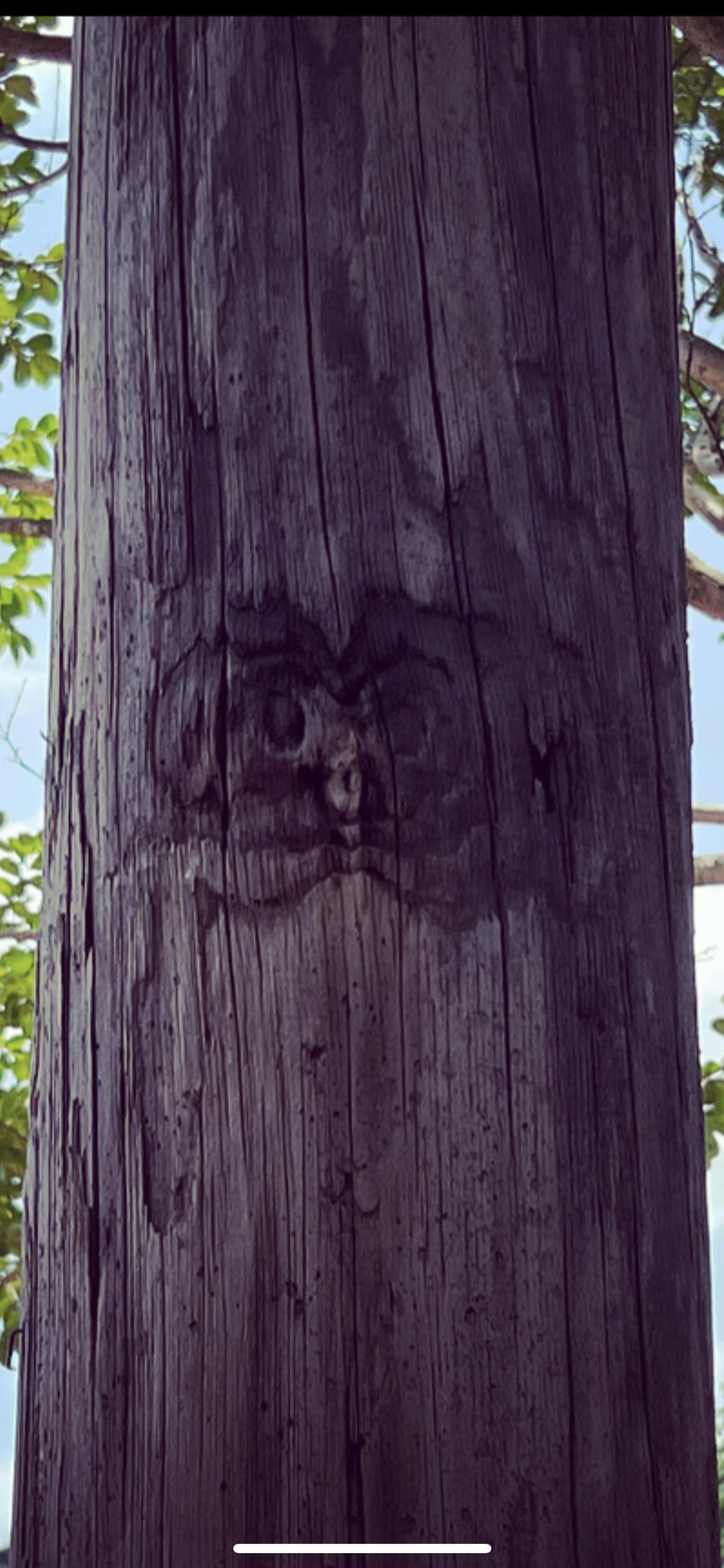 The markings on this telephone pole look like an owl’s face | Scrolller