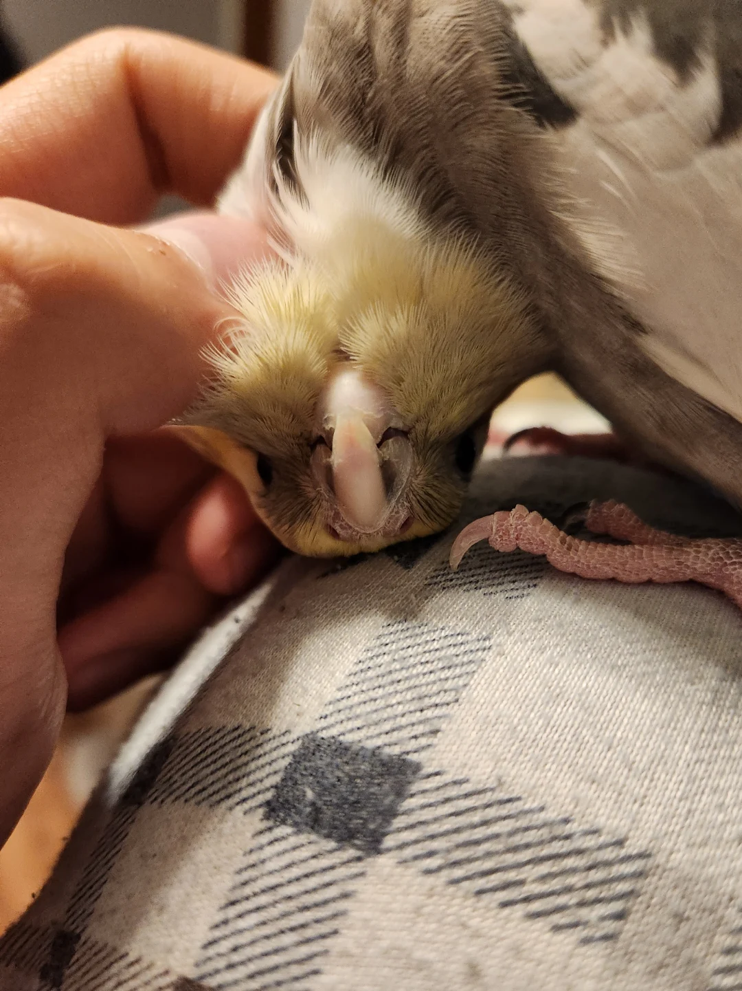 Why is the world flipped? | Scrolller