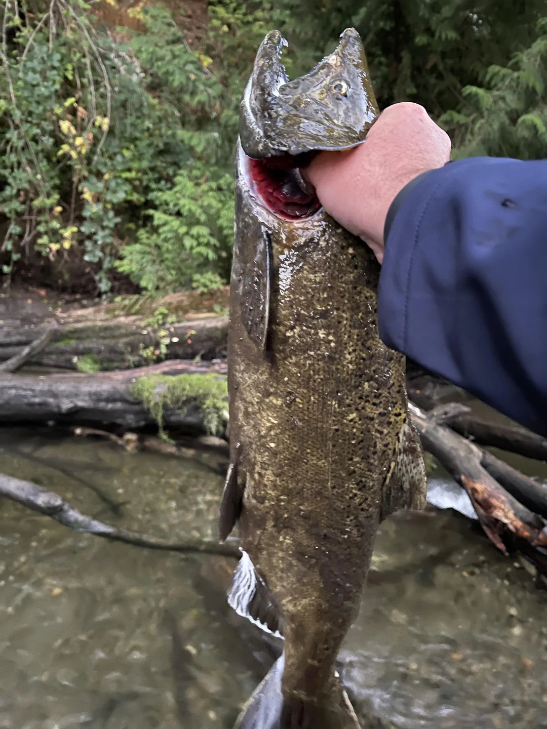 Chinook salmon | Scrolller