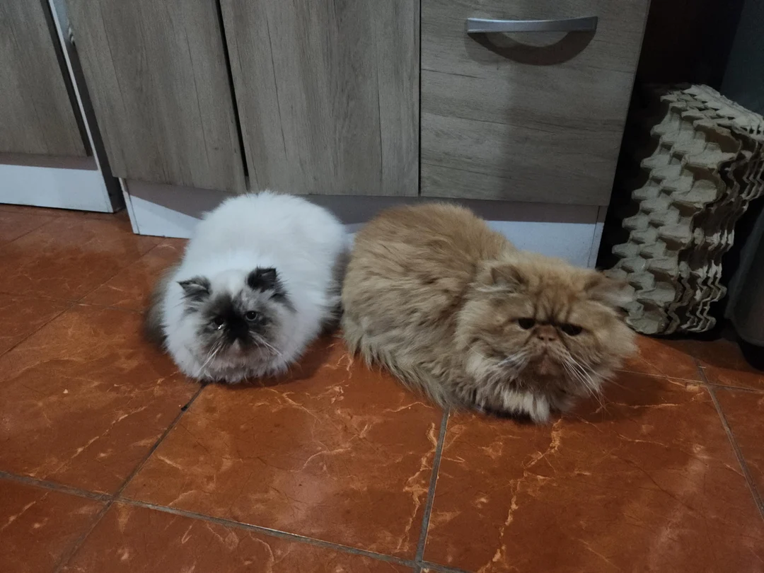 Double Loaf | Scrolller