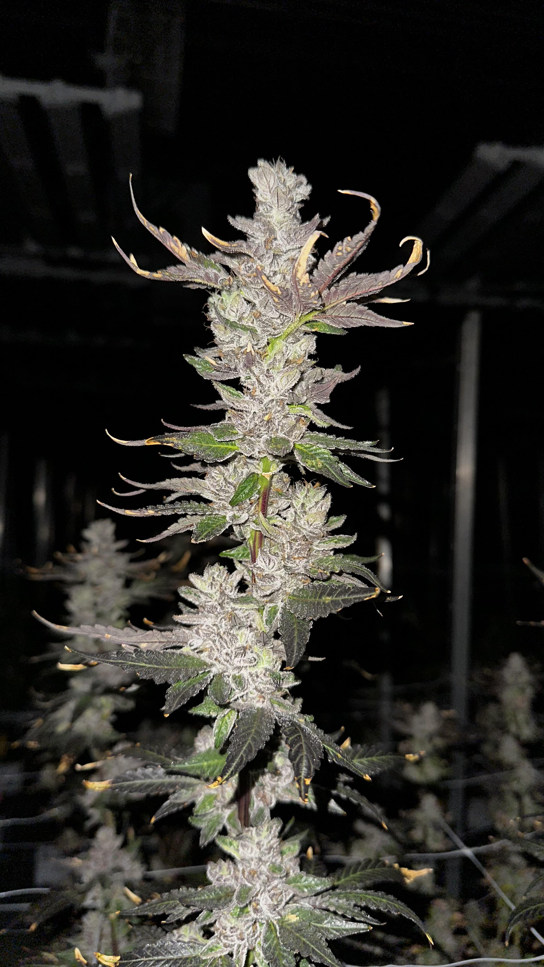 Mr. Stinky | Scrolller