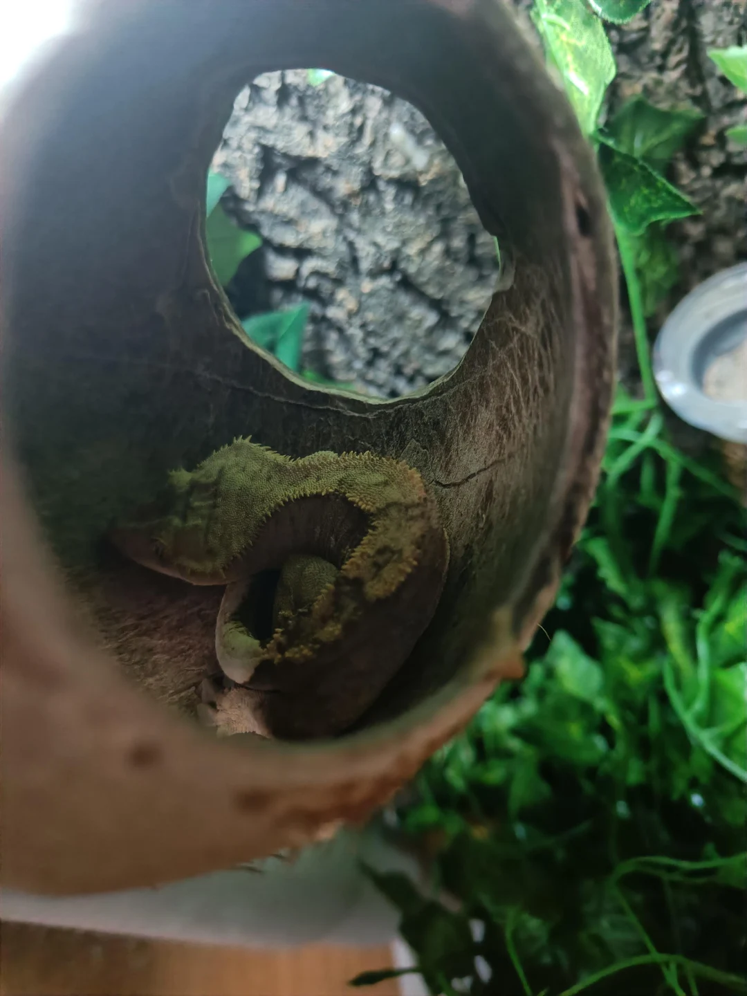 Discover more like Geckos: Cooling down my cresties tank and Related Content | Scrolller