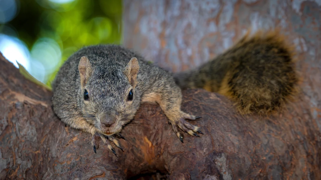 Scruffy Mother Squirrel | Scrolller