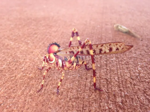 What is this warlord looking grasshopper? | Scrolller