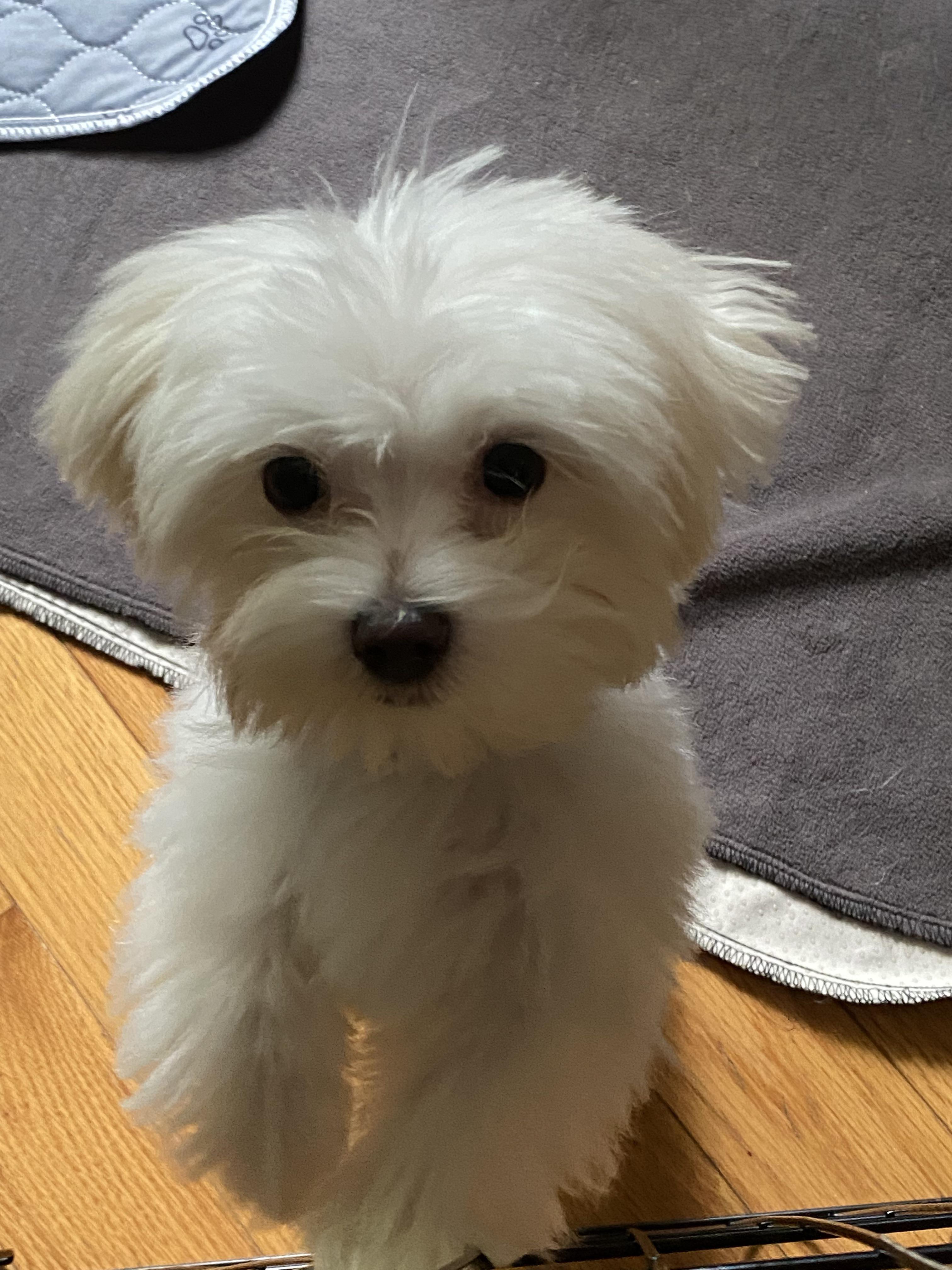 Thomas’ first groom! | Scrolller