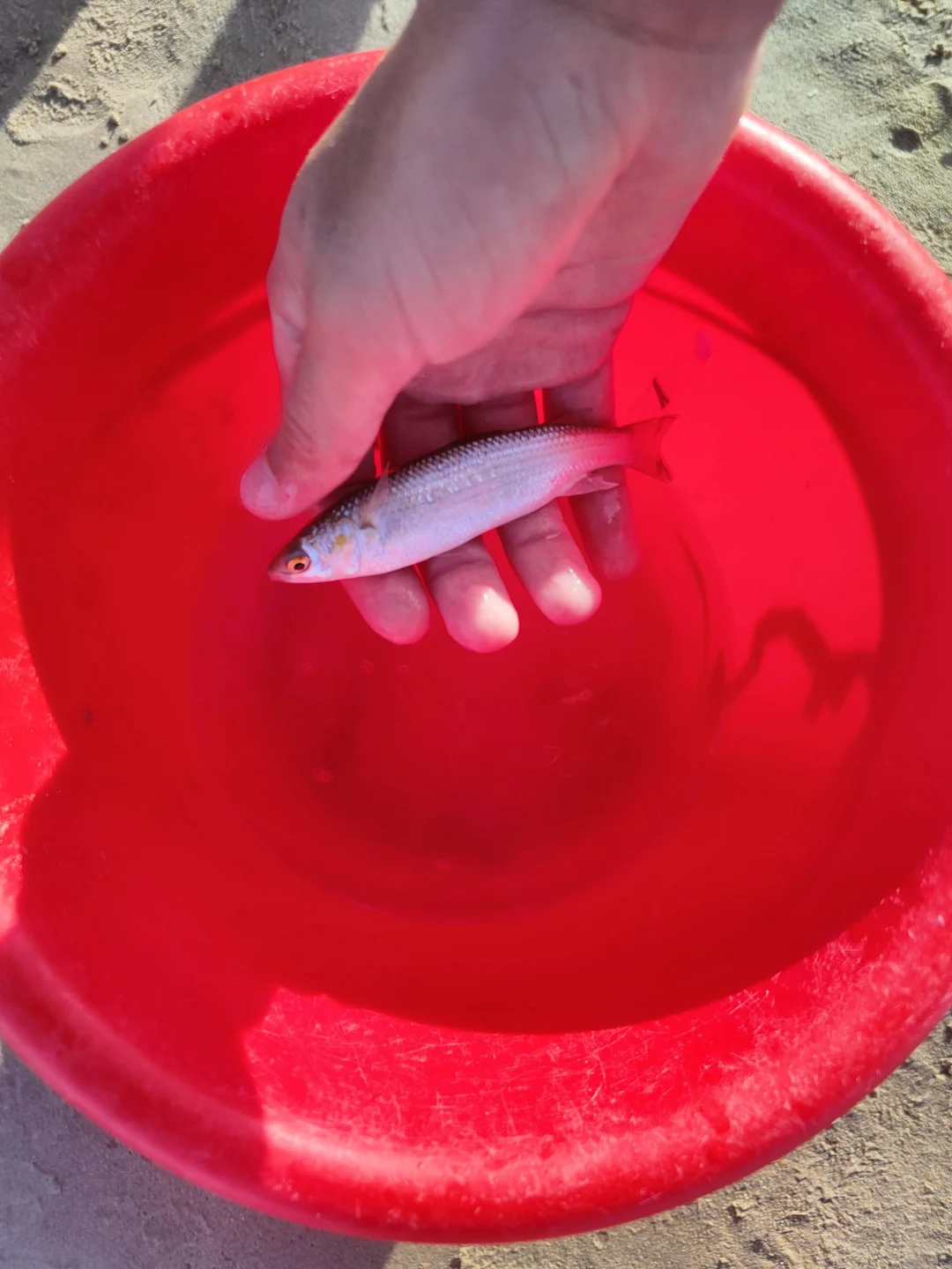 What is this? I caught it in the Adriatic sea | Scrolller