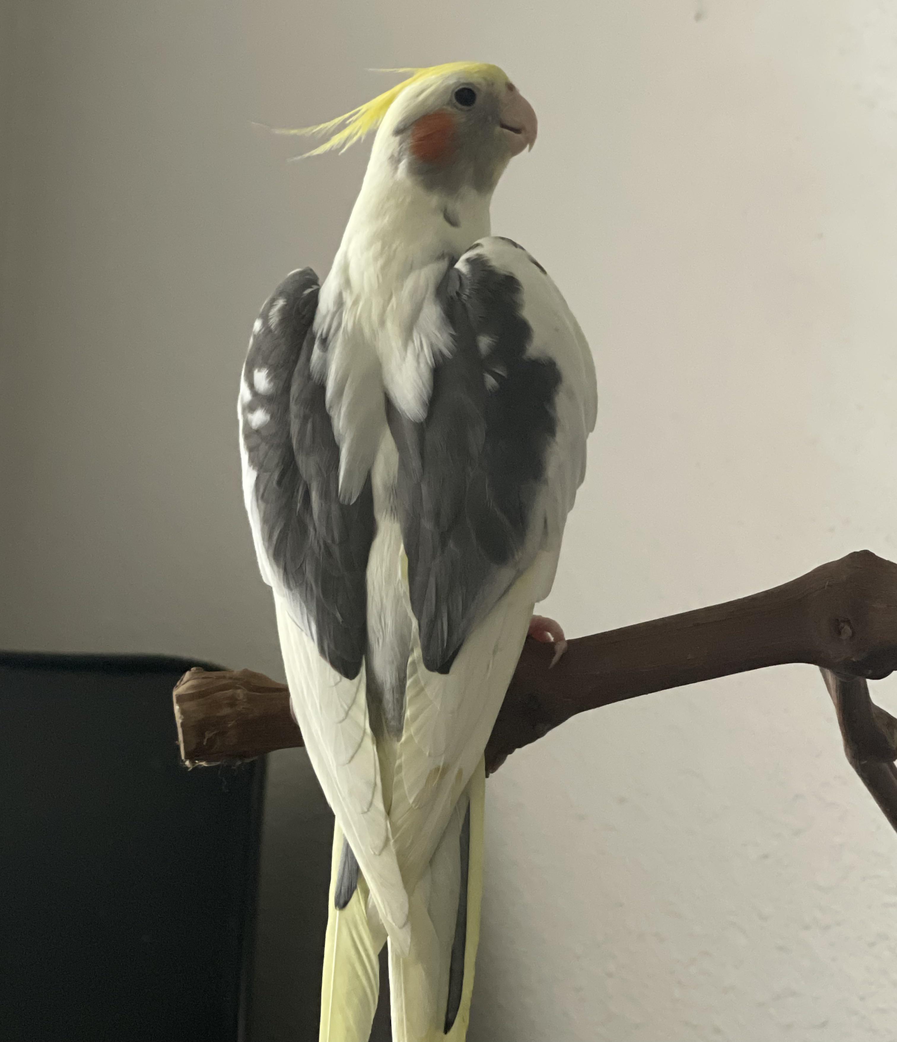 Bowie ️ you! | Scrolller