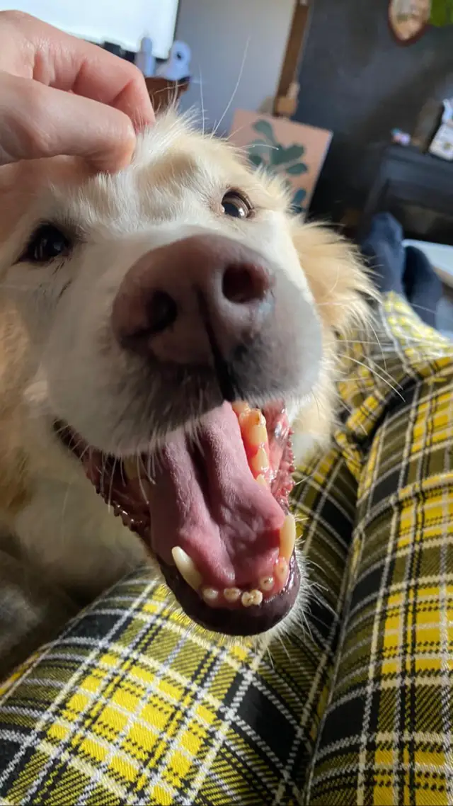 A very happy Luna | Scrolller