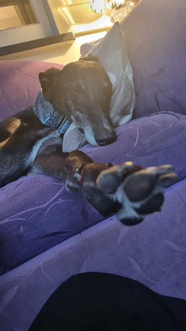 Talk to the paw | Scrolller