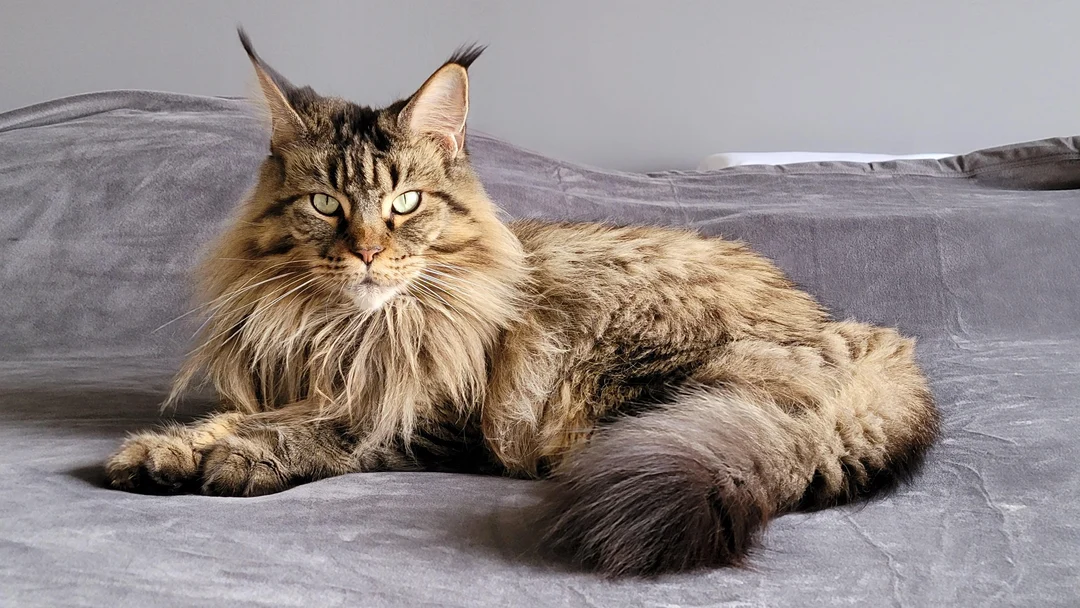 Introducing: Tango! | Scrolller