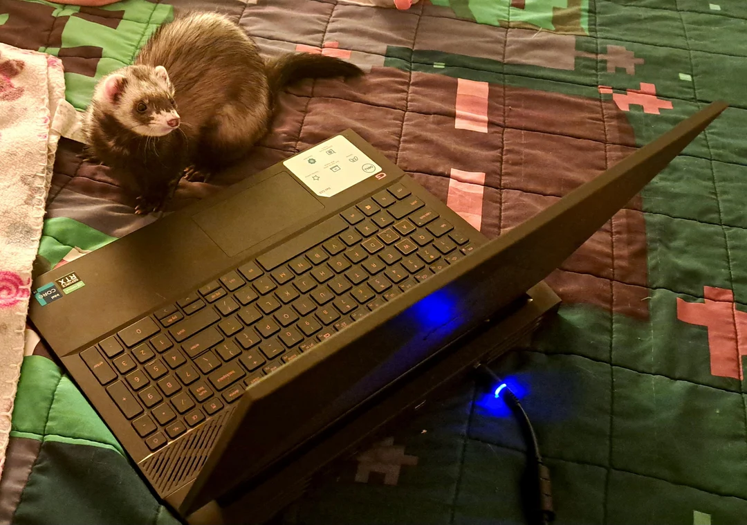 Meet Mimi! | Scrolller