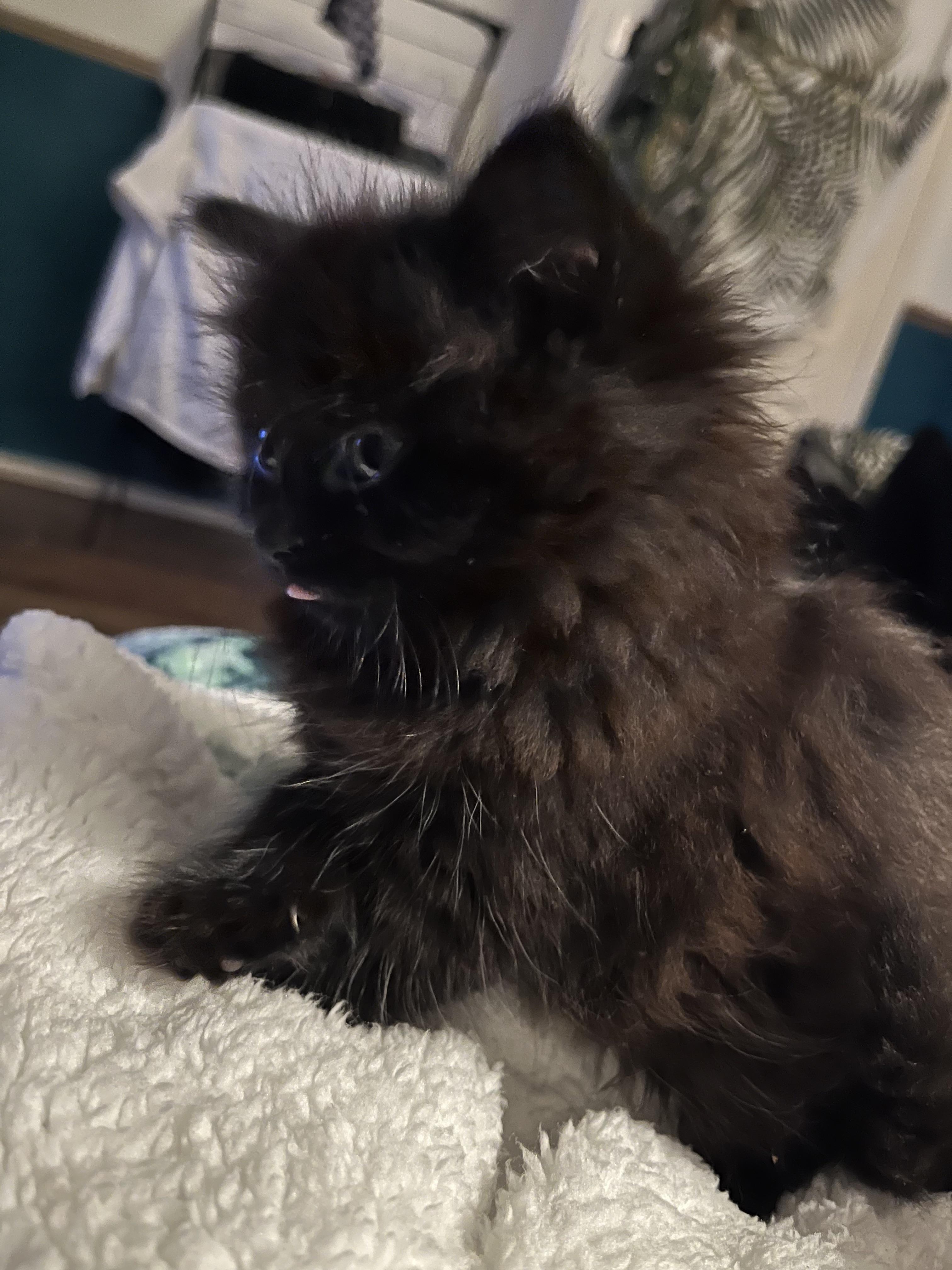 Tiny low quality fluffy kitten blep | Scrolller
