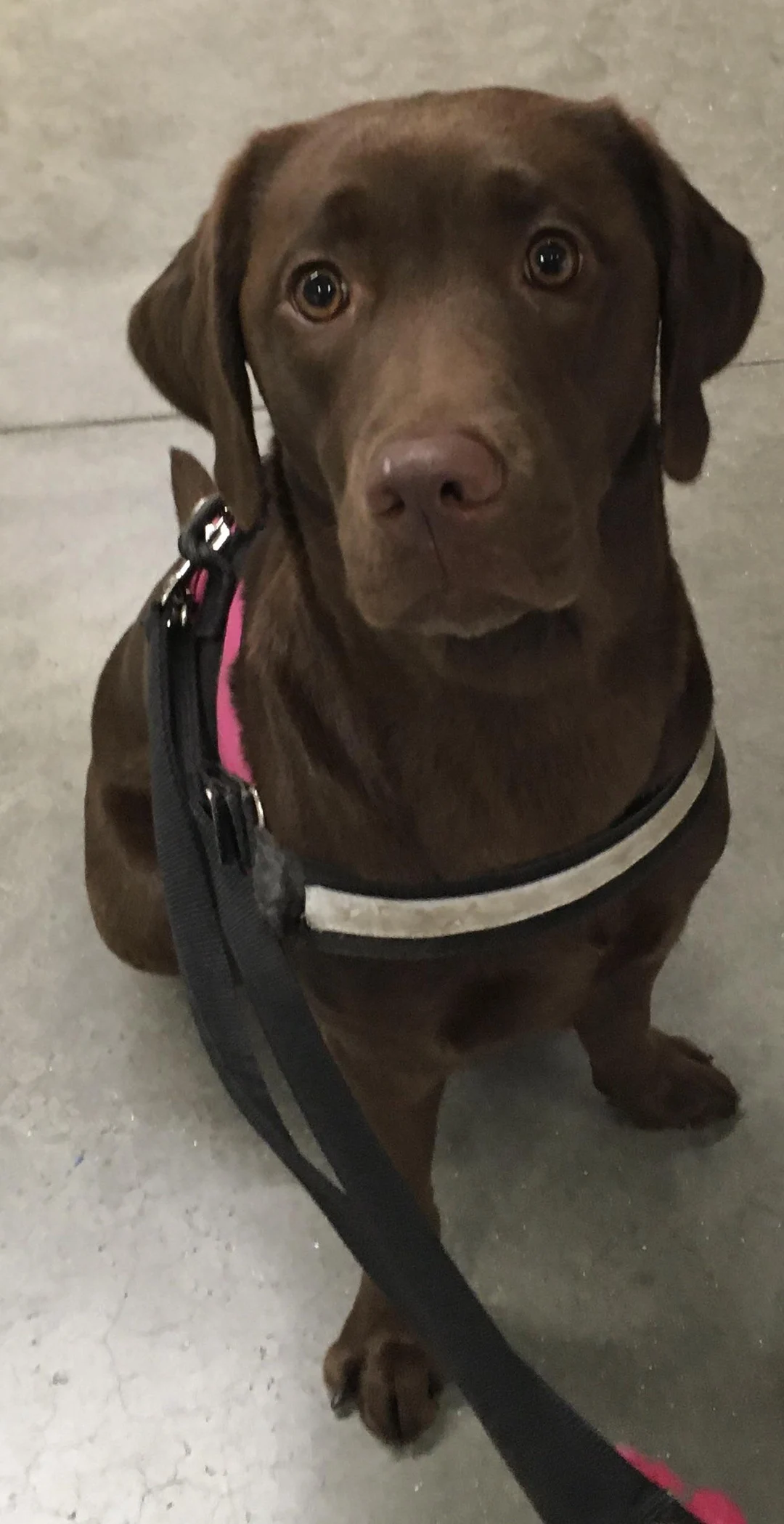 DORA the chocolate Labrador | Scrolller