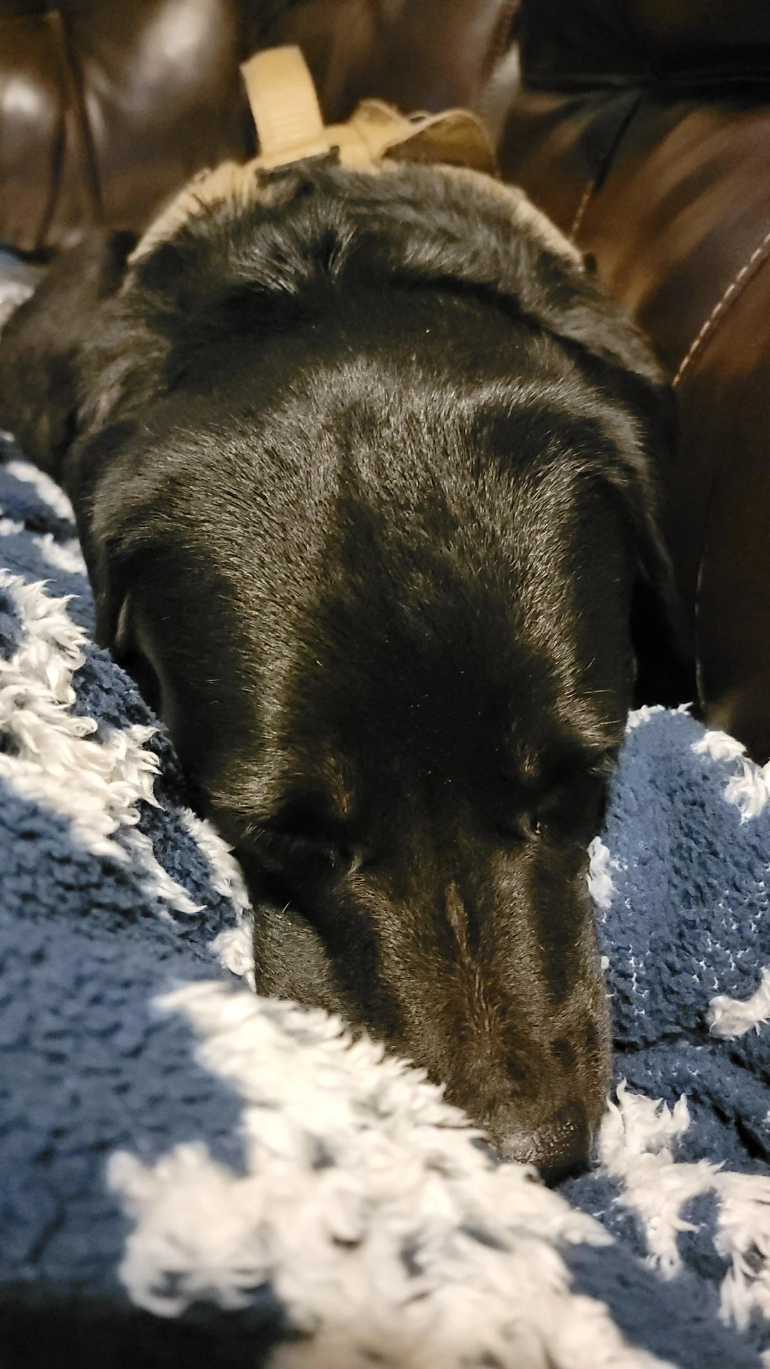 Lily bear having a nap | Scrolller