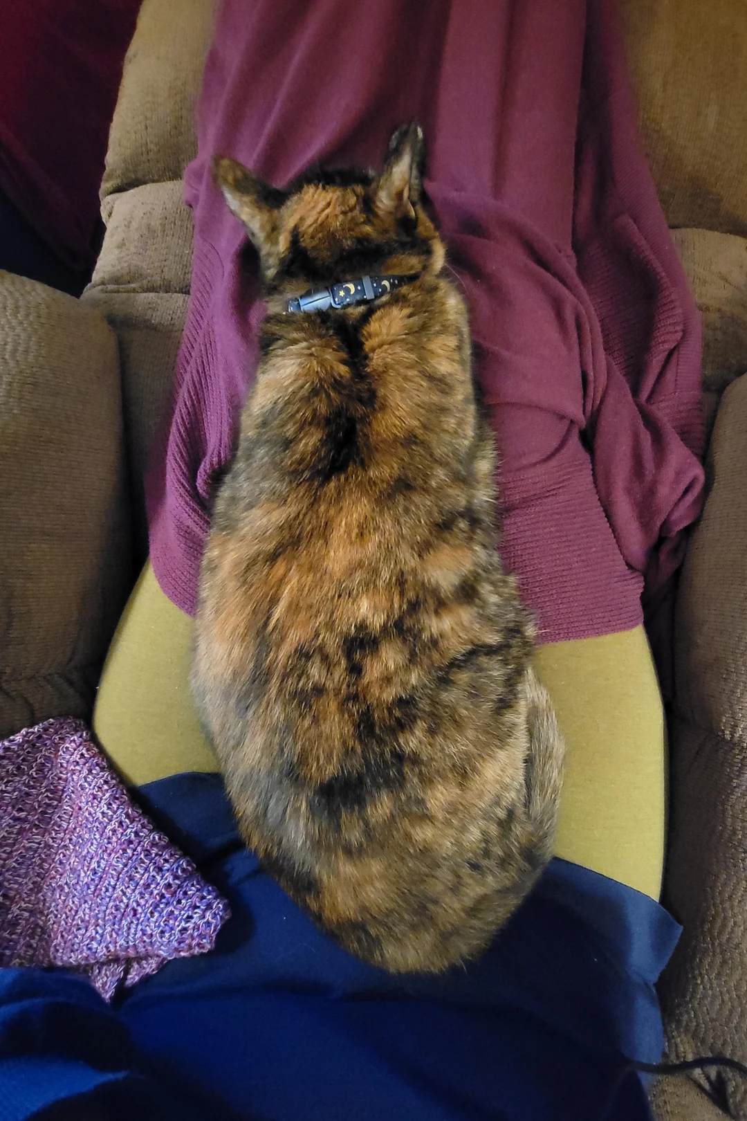 Loaf on a lap | Scrolller