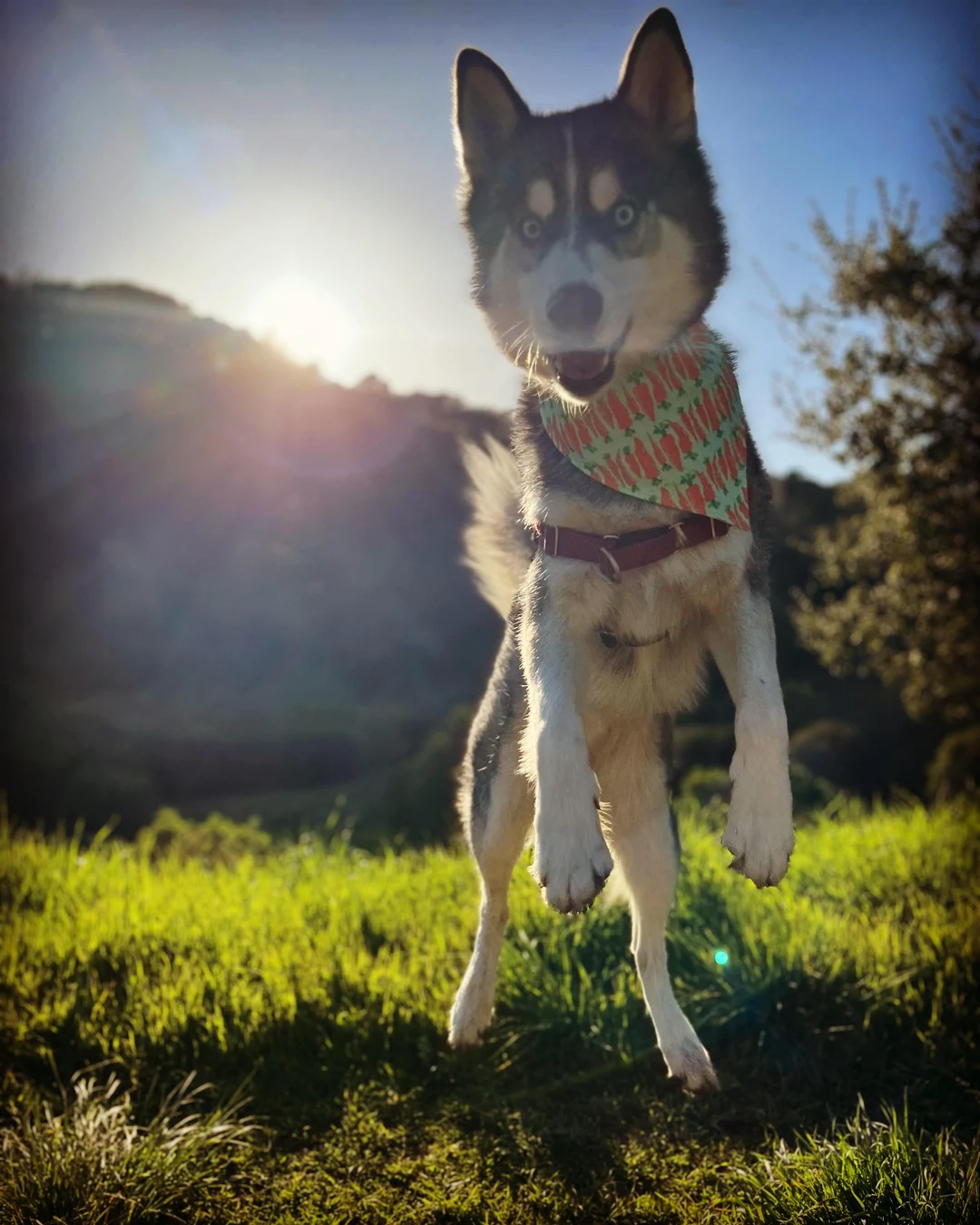 Some dogs are tired after a long walk. Mine gets the zoomies. Sometimes he even flies. | Scrolller