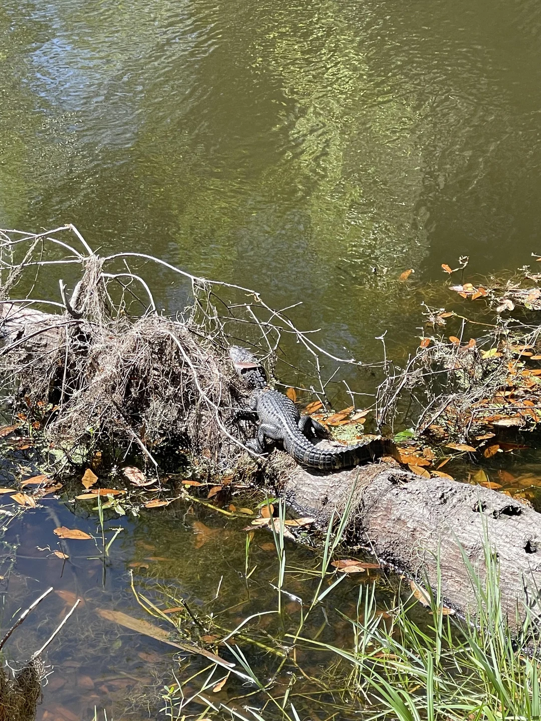 Baby gator. | Scrolller