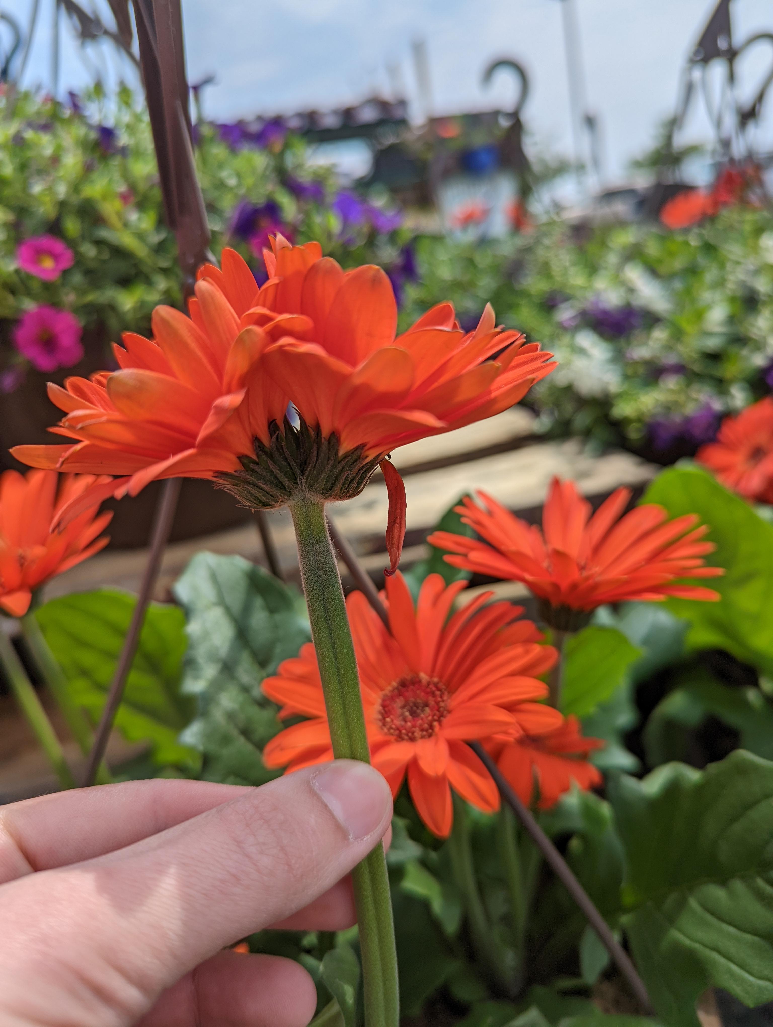 I saw a conjoined daisy today | Scrolller