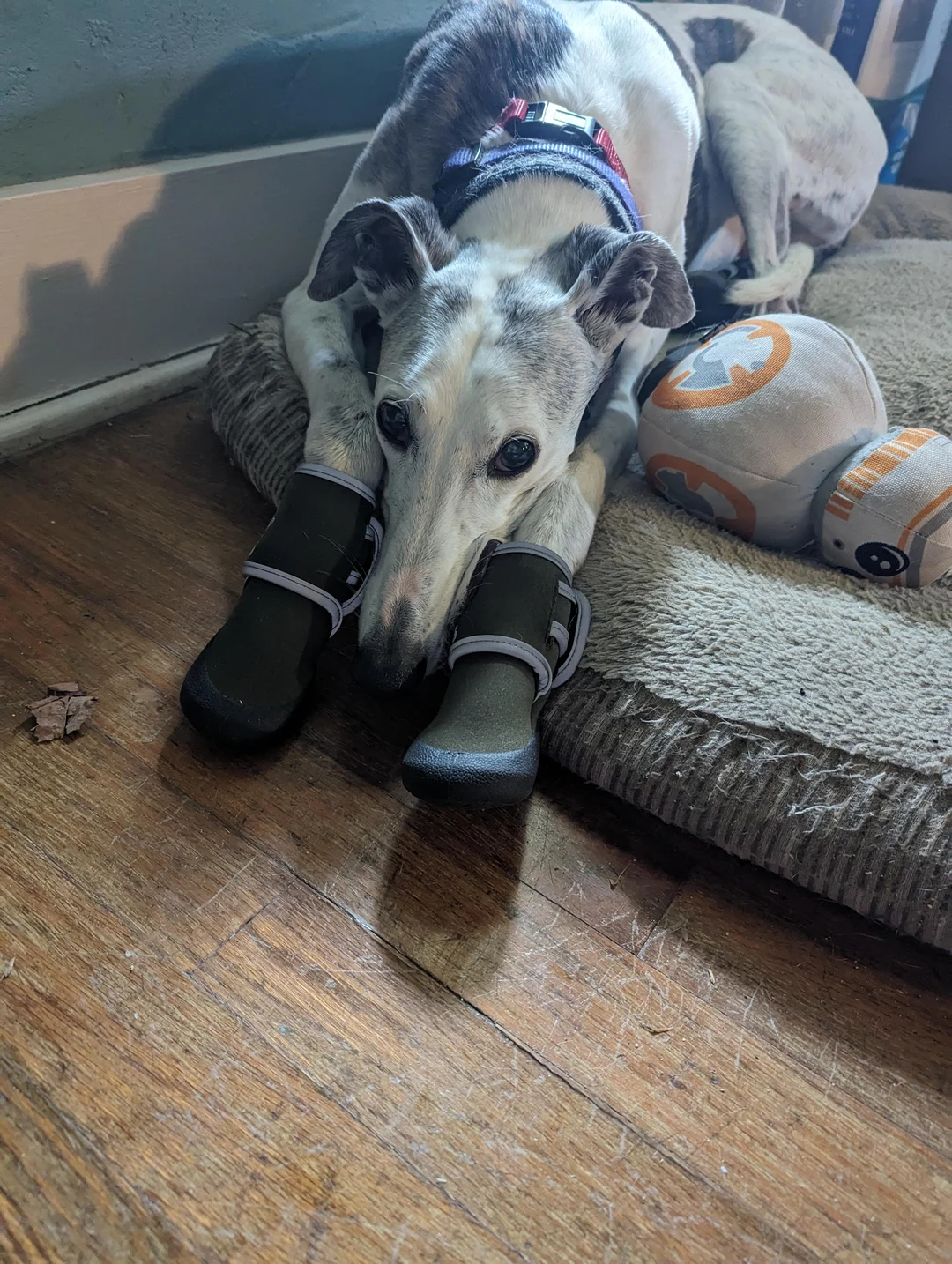 Finally got the Greyhound booties in (snootie bootie is the brand) | Scrolller