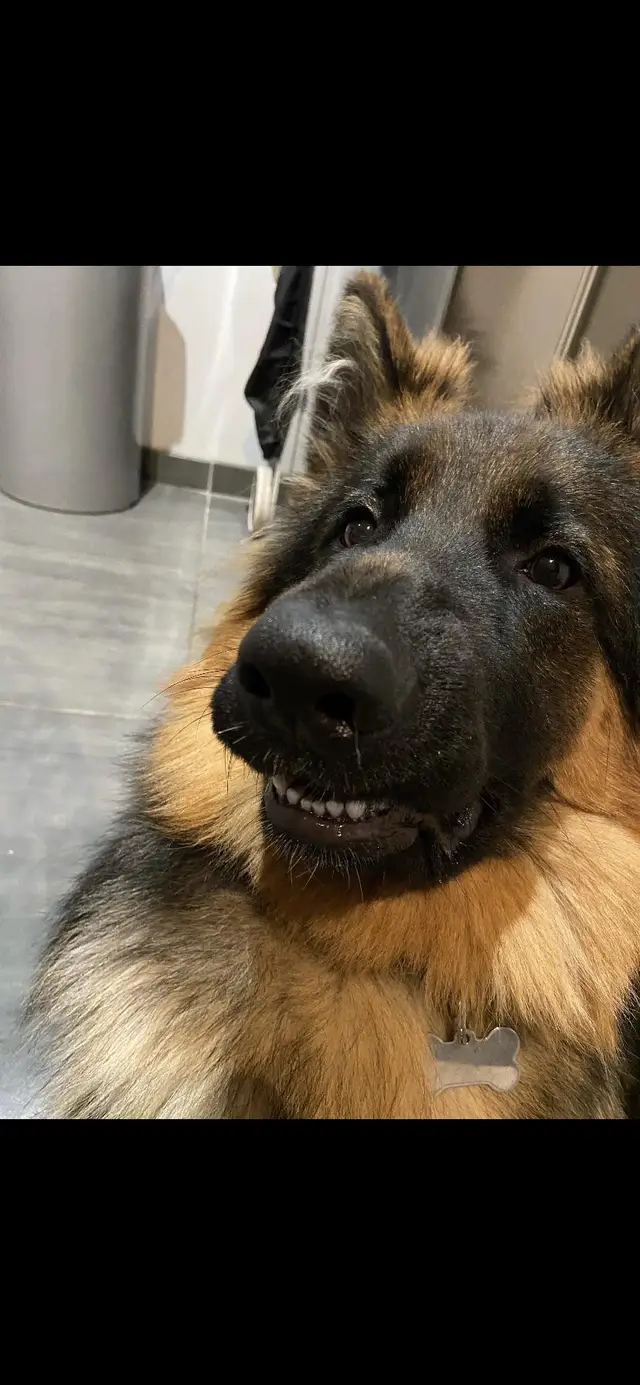 My german shepherd just looks too idiotic sometimes | Scrolller