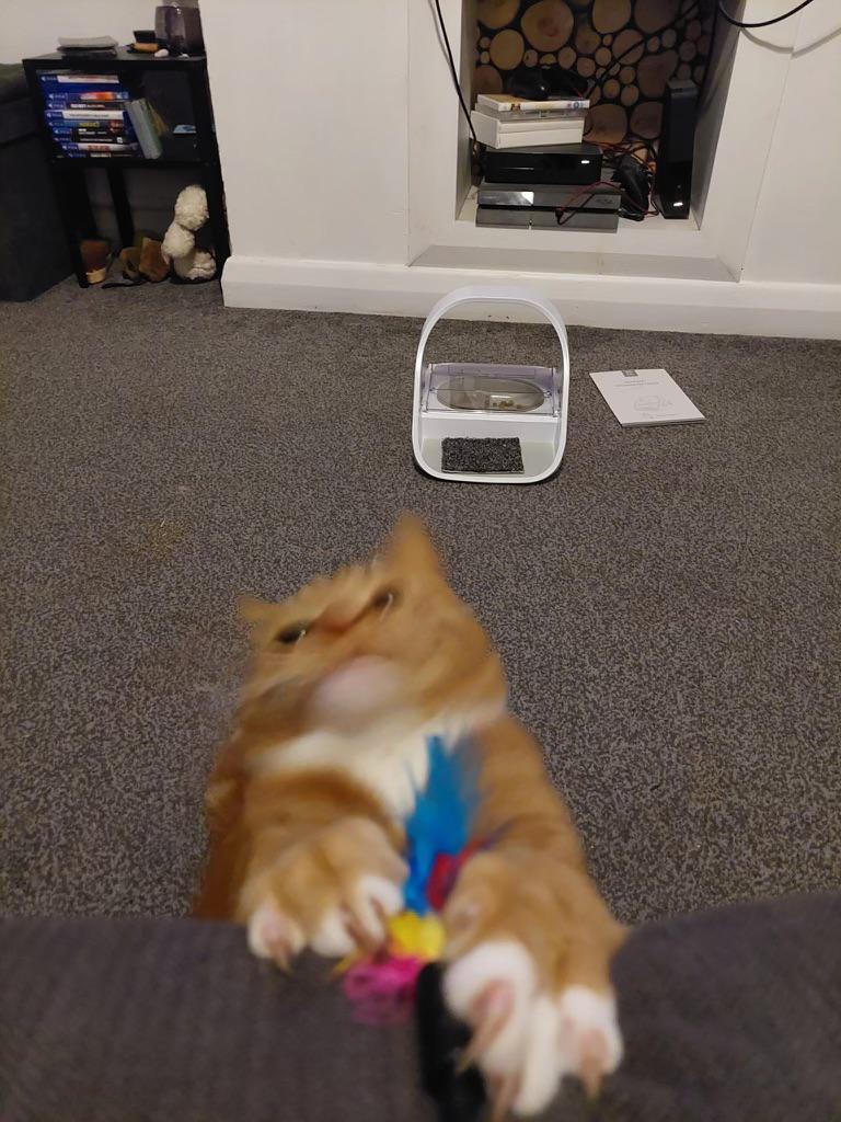 “I’m starting to think that wasn’t catnip” | Scrolller