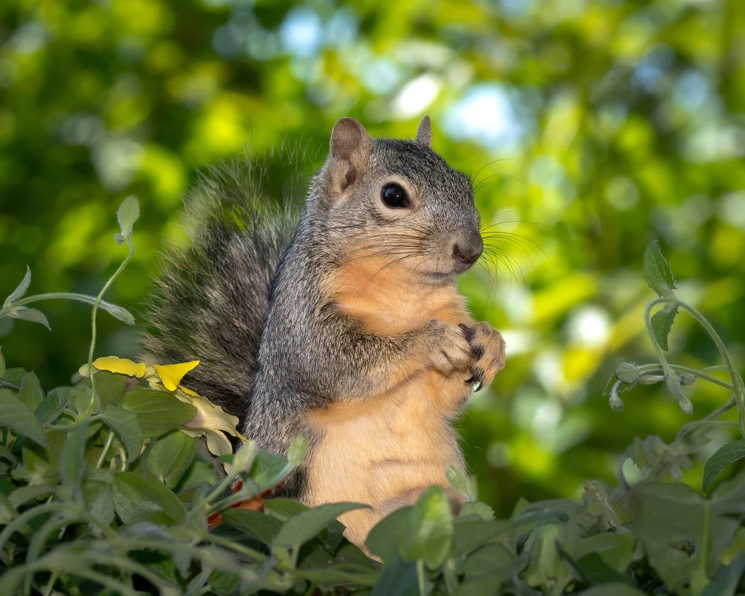Little Boy Squirrel | Scrolller